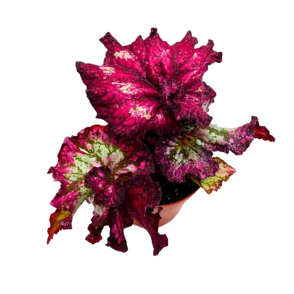 Harmony's Berrylicious Begonia Rex, 4 inch Newest Hybrid Extremely Pink ...
