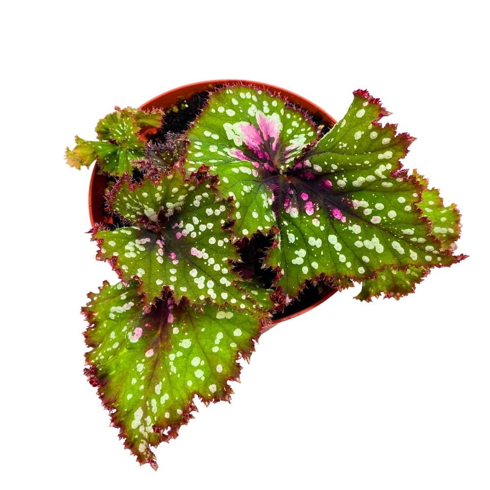 Harmony's Big Bang Begonia Rex 6 inch Pink Tail - Walmart.com