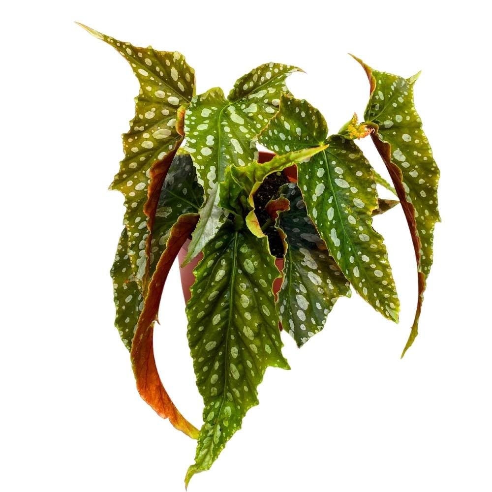 Harmony's Bird of Prey Angel Wing Hybrid Cane Begonia, 6 inch, Green ...