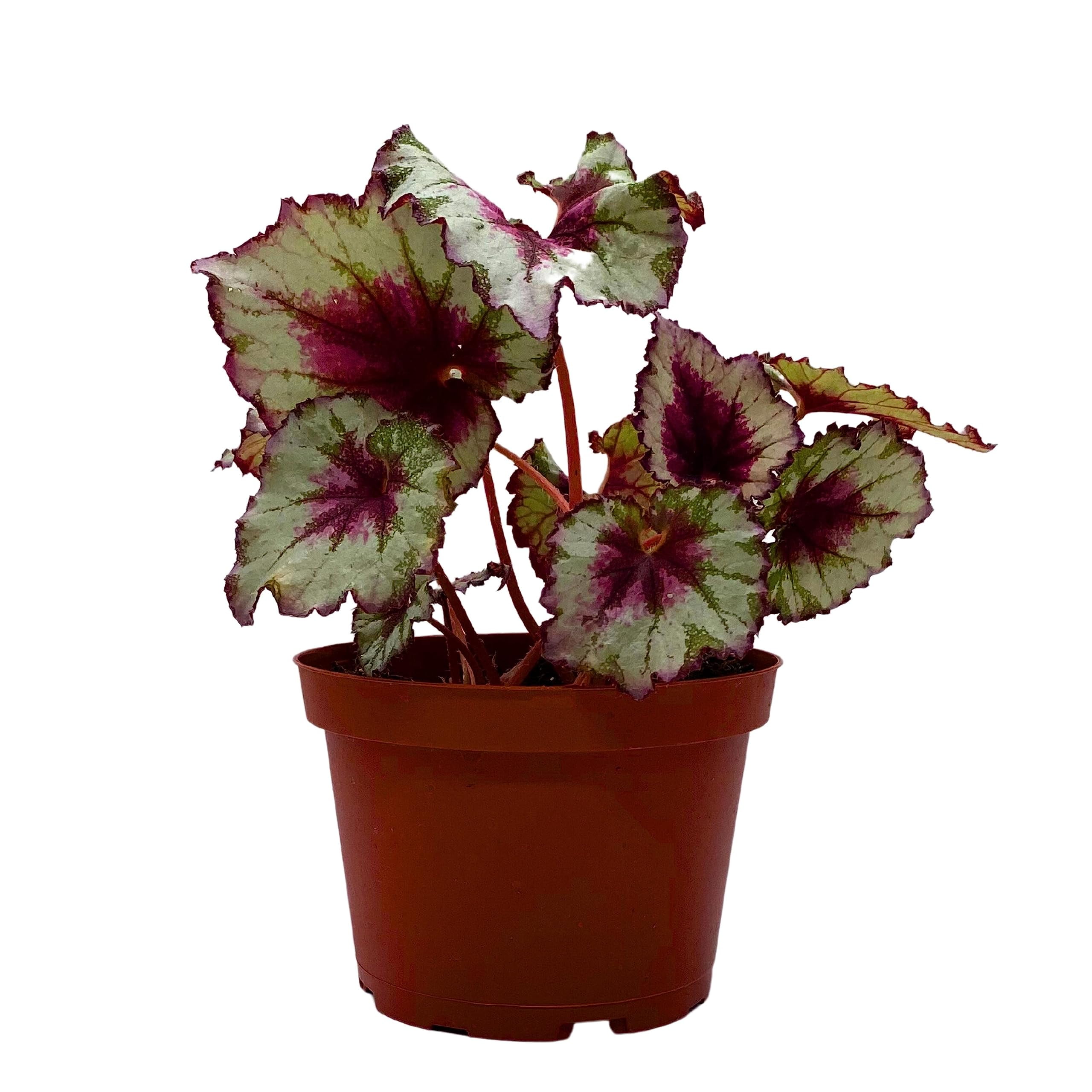 Harmony's BubbleBlooms Peppermint Twist Begonia, Red and White Spiral ...