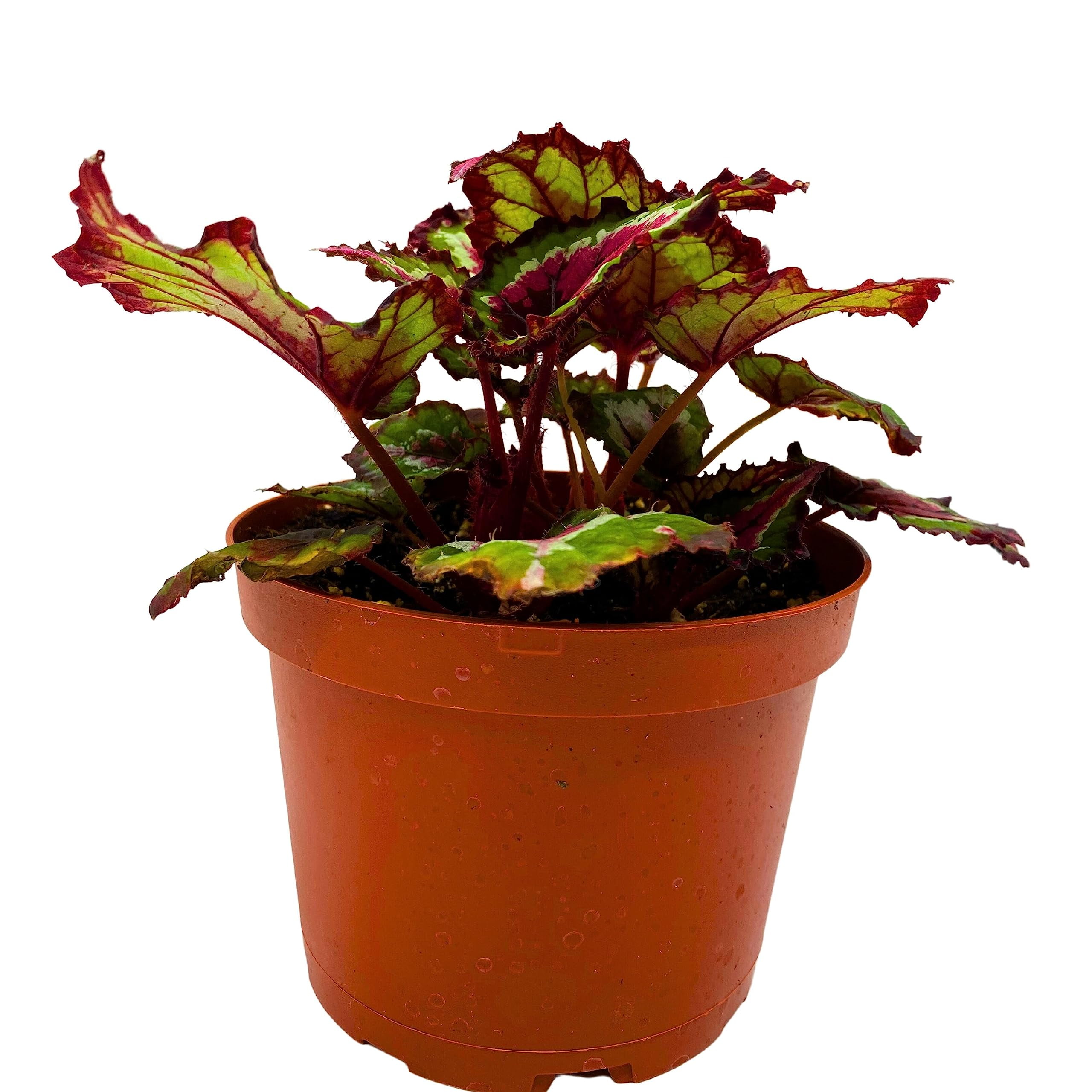 Harmony's BubbleBlooms Red Tail, Variegated Begonia Rex in 6 inch Pot ...