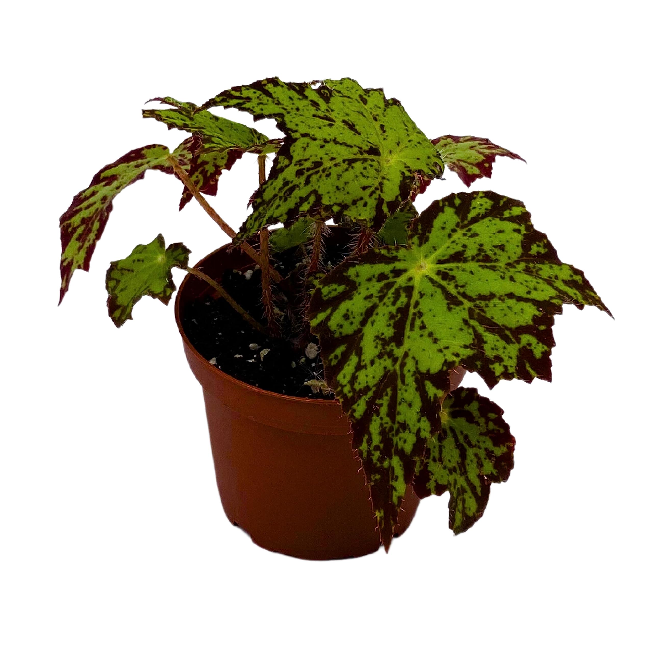 Red Rex Begonia Plant - 4" Pot - Great Houseplant - Walmart.com