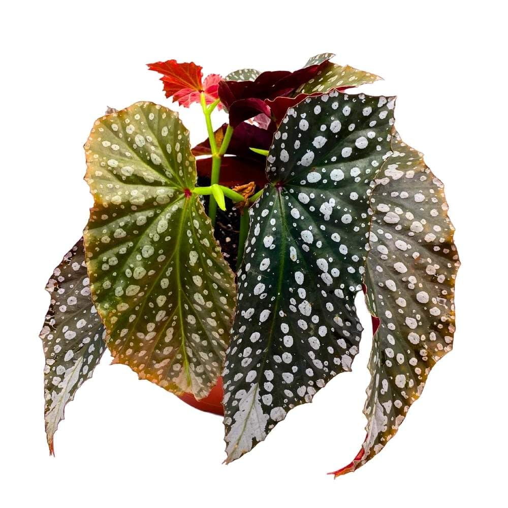 Harmony's Bubbly Angel Wing Cane Begonia, 6 inch, Angel Wings Super ...