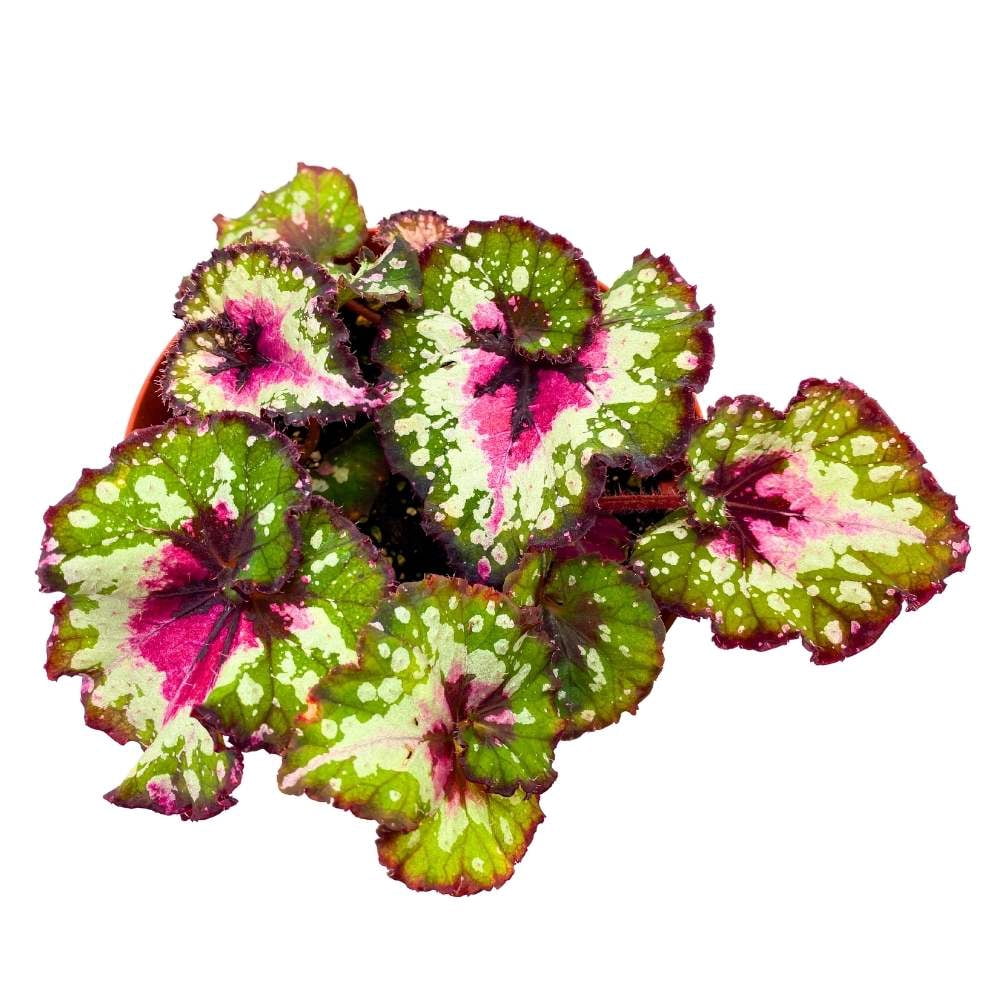 Harmony's Crazy Love Begonia Rex 6 inch Pink Tail - Walmart.com