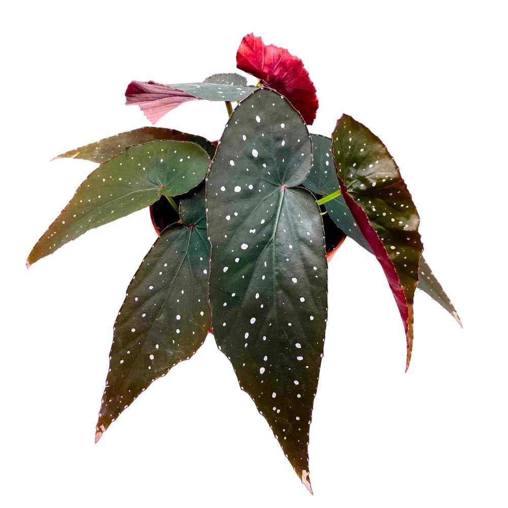 Harmony's Dark Angel, Angel Wings Polka dot Begonia Rex, 6 inch, Very ...