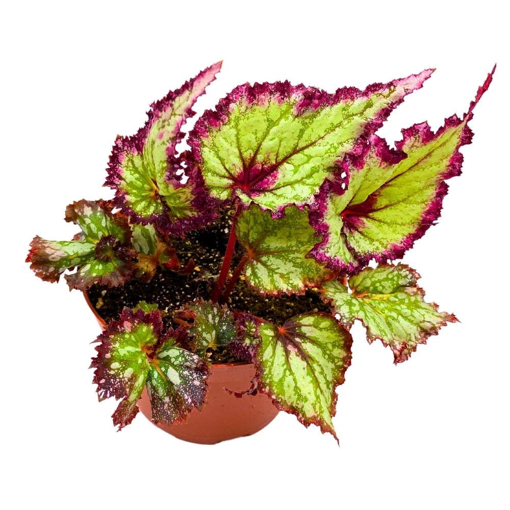 Harmony's Elvira Begonia Rex 6 inch Pink Green Long Jagged Tail Fiery ...