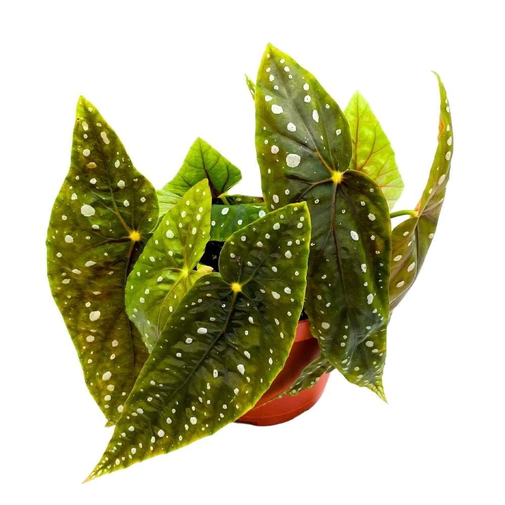 Harmony's Eric Seel Angel Wing, 6 inch Cane Begonia Green White ...