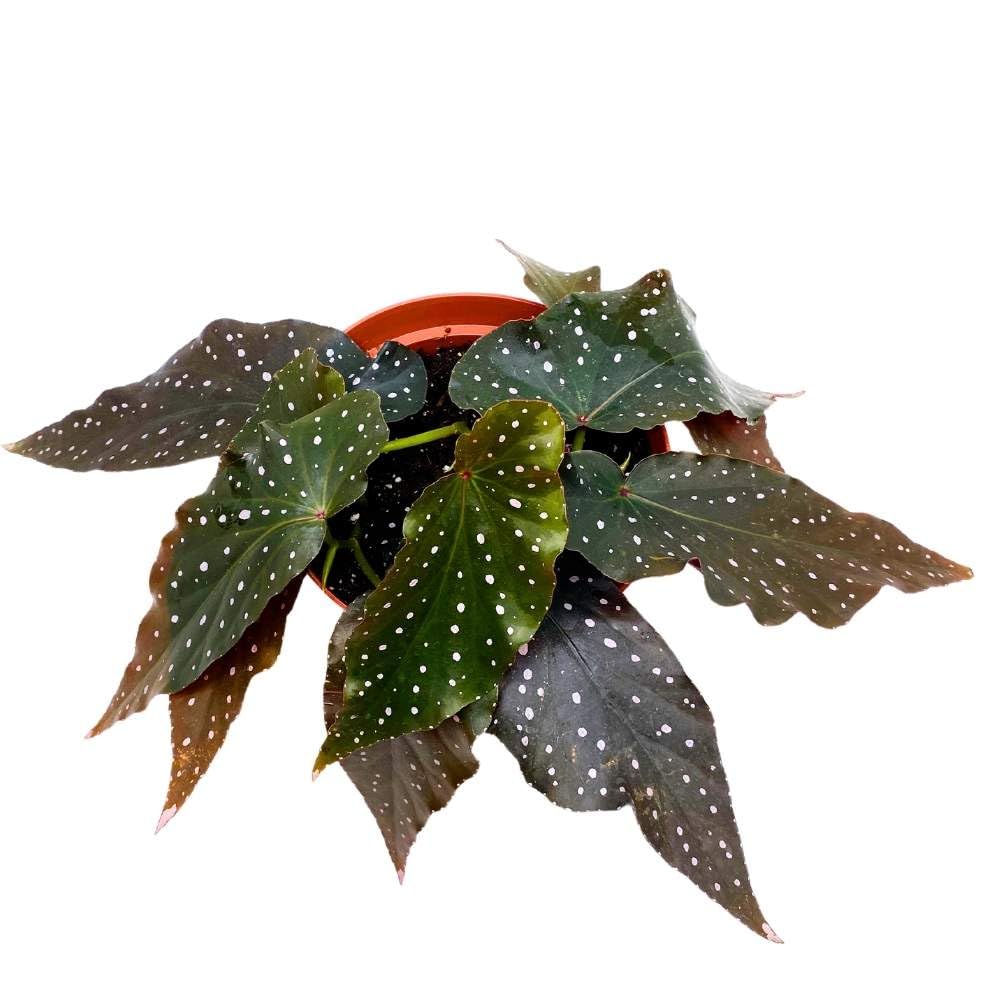 Harmony's Fallen Angel Angel Wing, 6 inch Cane Begonia Curly White ...
