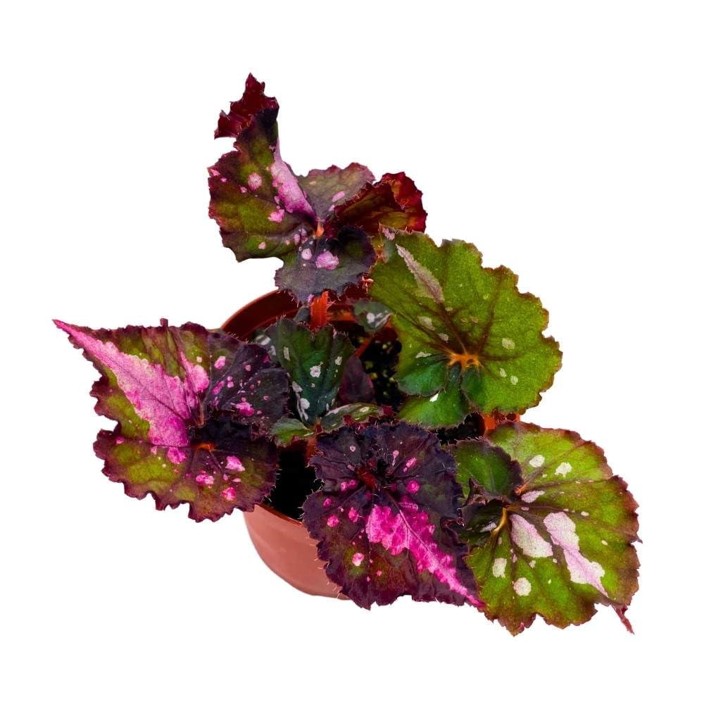 Harmony's Fatal Attraction Begonia Rex 4 inch Dark Pink - Walmart.com