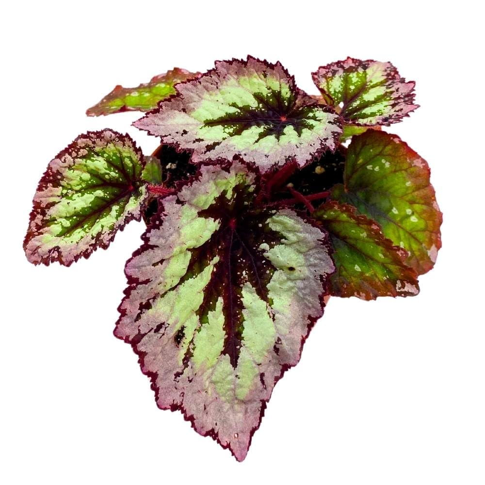 Harmony's Fire Woman Begonia Rex, 4 inch Thick White Band, Light Purple ...