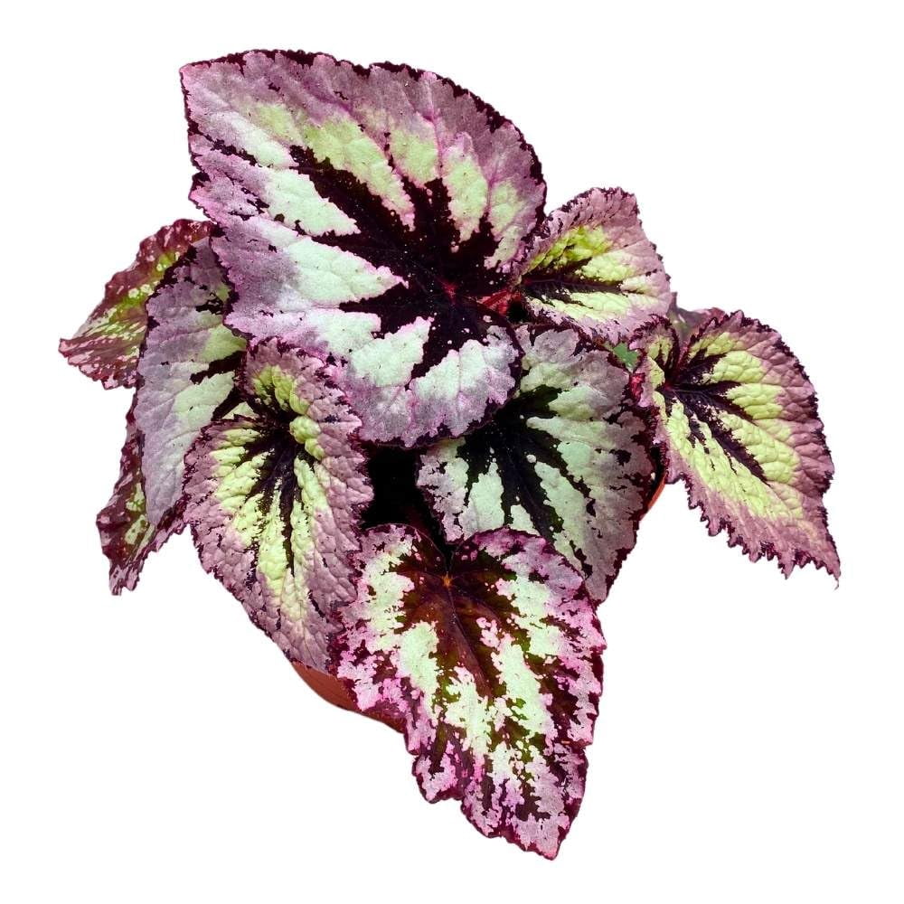 Harmony's Fire Woman Begonia Rex 6 inch Silver with Light Pink Band ...