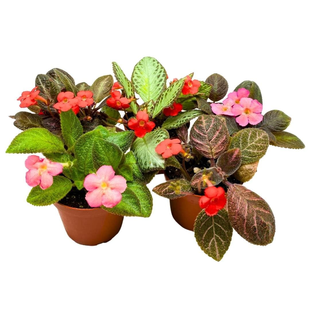 Harmony's Flame Violets Colorful Episcia Grower's Choice Mix 4 inch Set ...