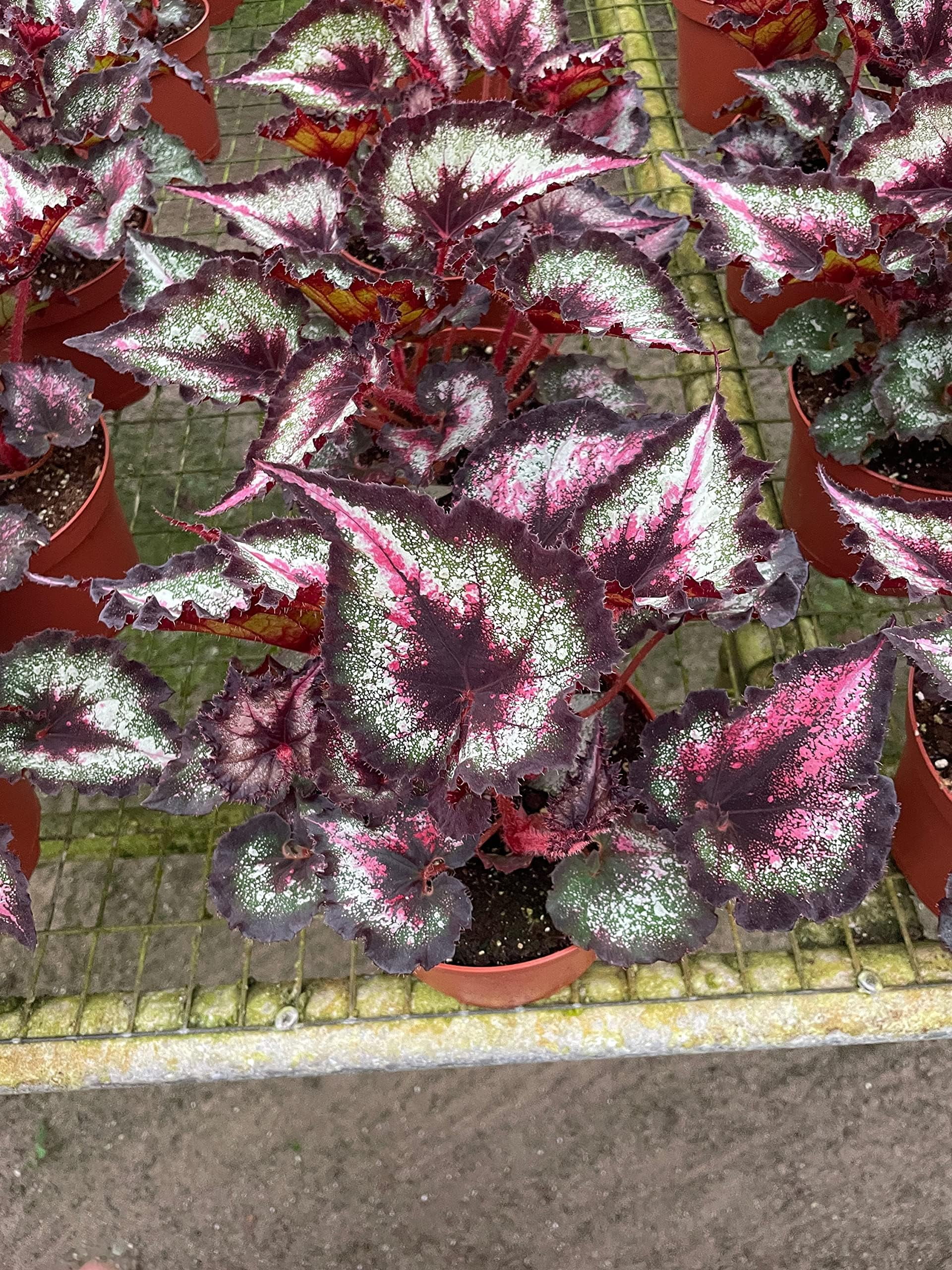 Harmony's Gator Tail Begonia Rex in a 6 inch Pot - Walmart.com