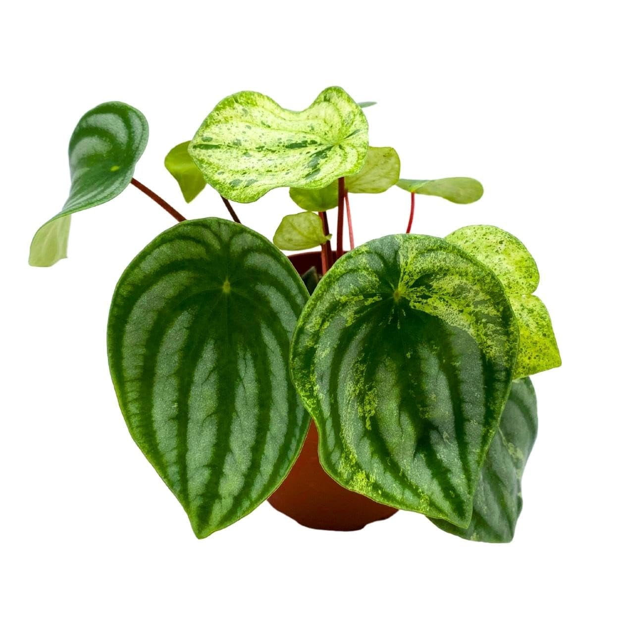 Harmony's Gold Dust, 2 inch, peperomia Variegated Watermelon pep Sport ...