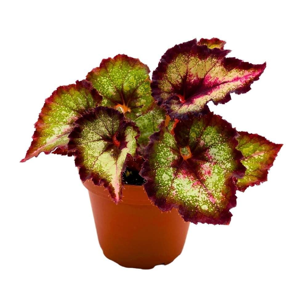 Harmony's Later Gator Begonia Rex 4 inch Purple Band Long Tail ...