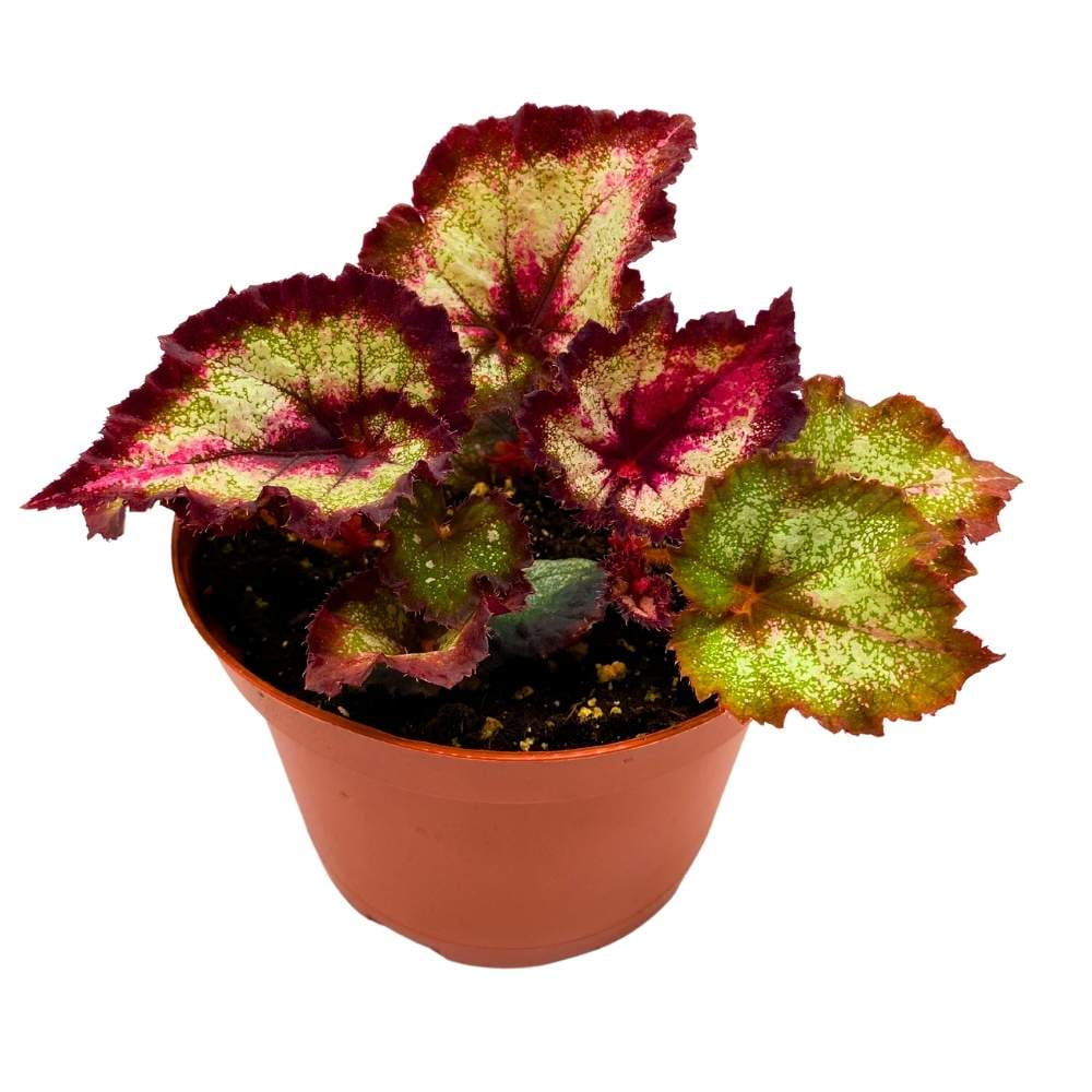 Harmony's Later Gator Begonia Rex 6 inch Purple Band Long Tail ...