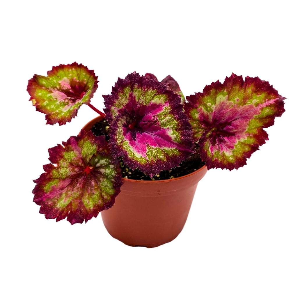 Harmony's Love Potion Begonia Rex 4 inch Splashy - Walmart.com