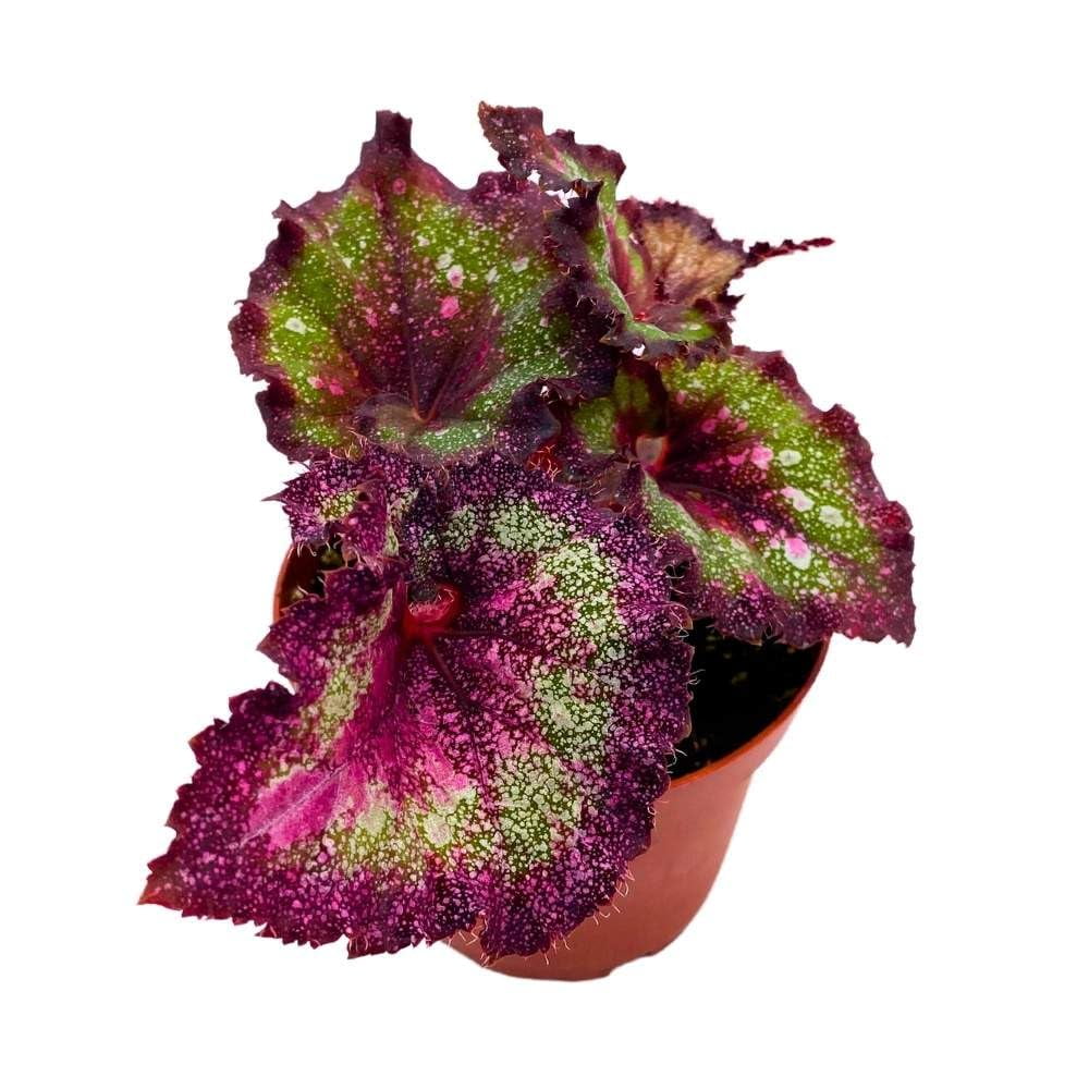 Harmony's Love Potion Begonia Rex, 4 inch Super Splashy Pink Green ...