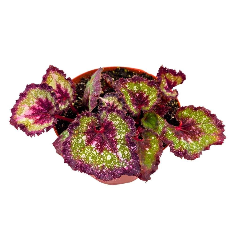 Harmony's Love Potion Begonia Rex 6 inch - Walmart.com