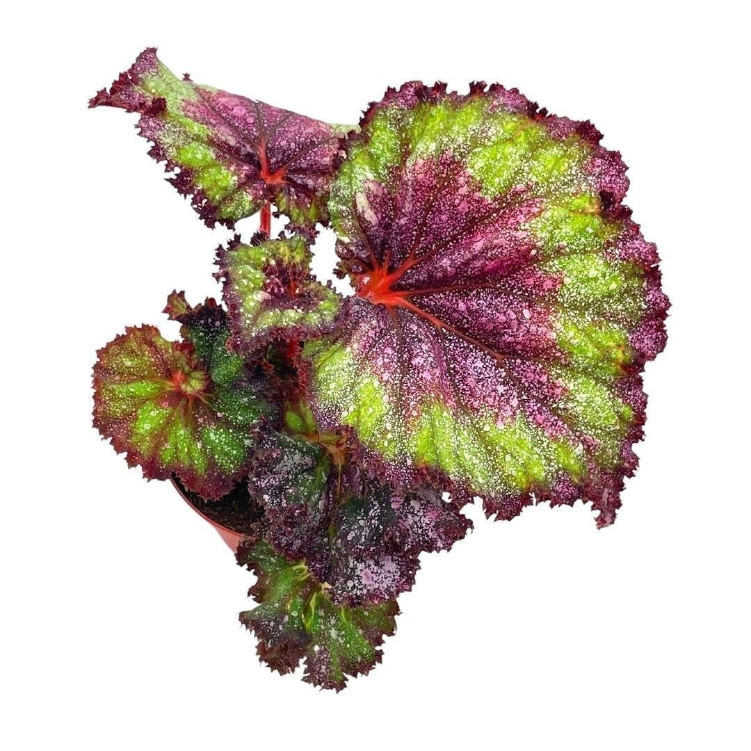 Harmony's Magic Dragon, Begonia Rex, 4 inch, Multicolor, Live ...