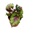Harmony's Magic Dragon Begonia Rex 6 inch Purple Splash - Walmart.com