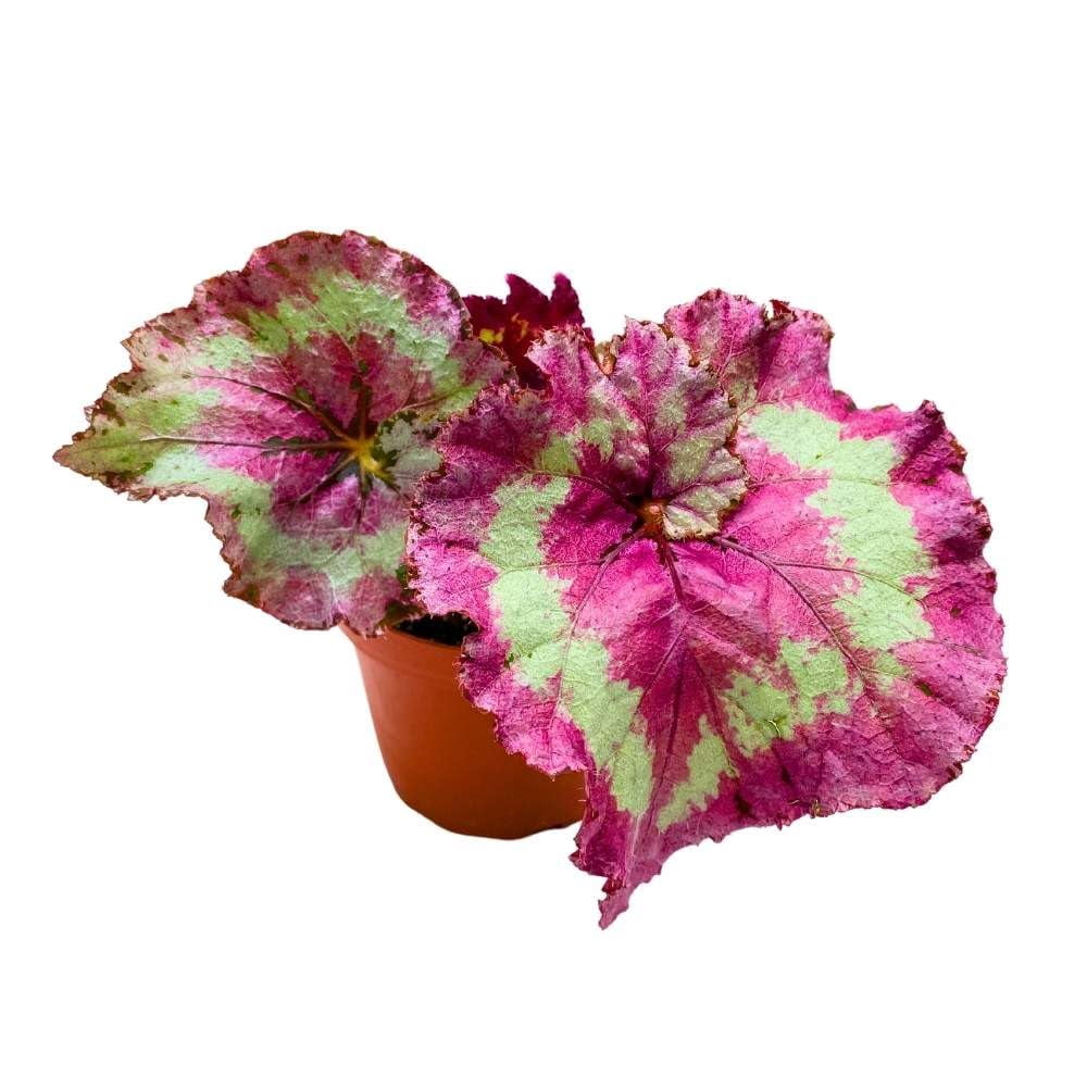 Harmony's Mellow Yellow 4 inch Begonia Rex Bright Pink Center and Band ...