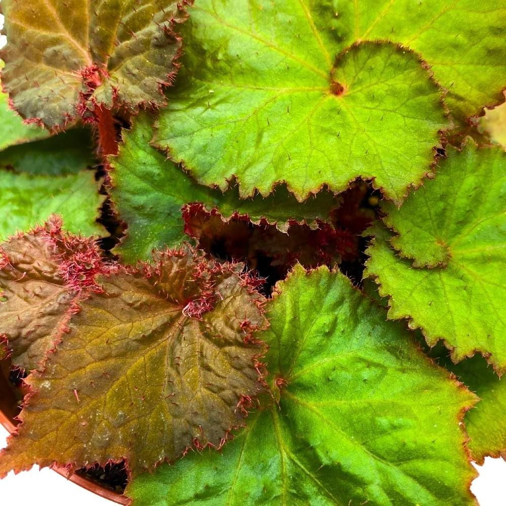 Harmony's Midnight Magic, 4 inch, Begonia rex Brown Green Spiral Leaves ...