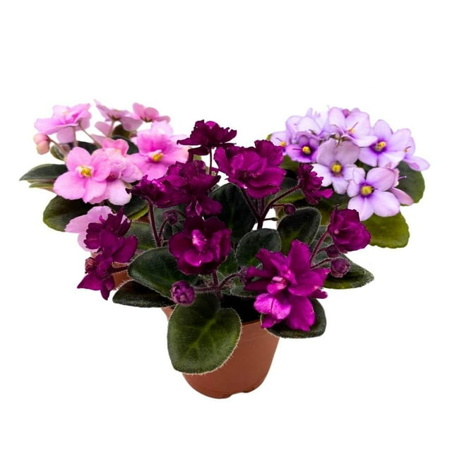 Harmony's Mini African Violets Grower's Choice Mix 2 inch Set of 3 Rare ...