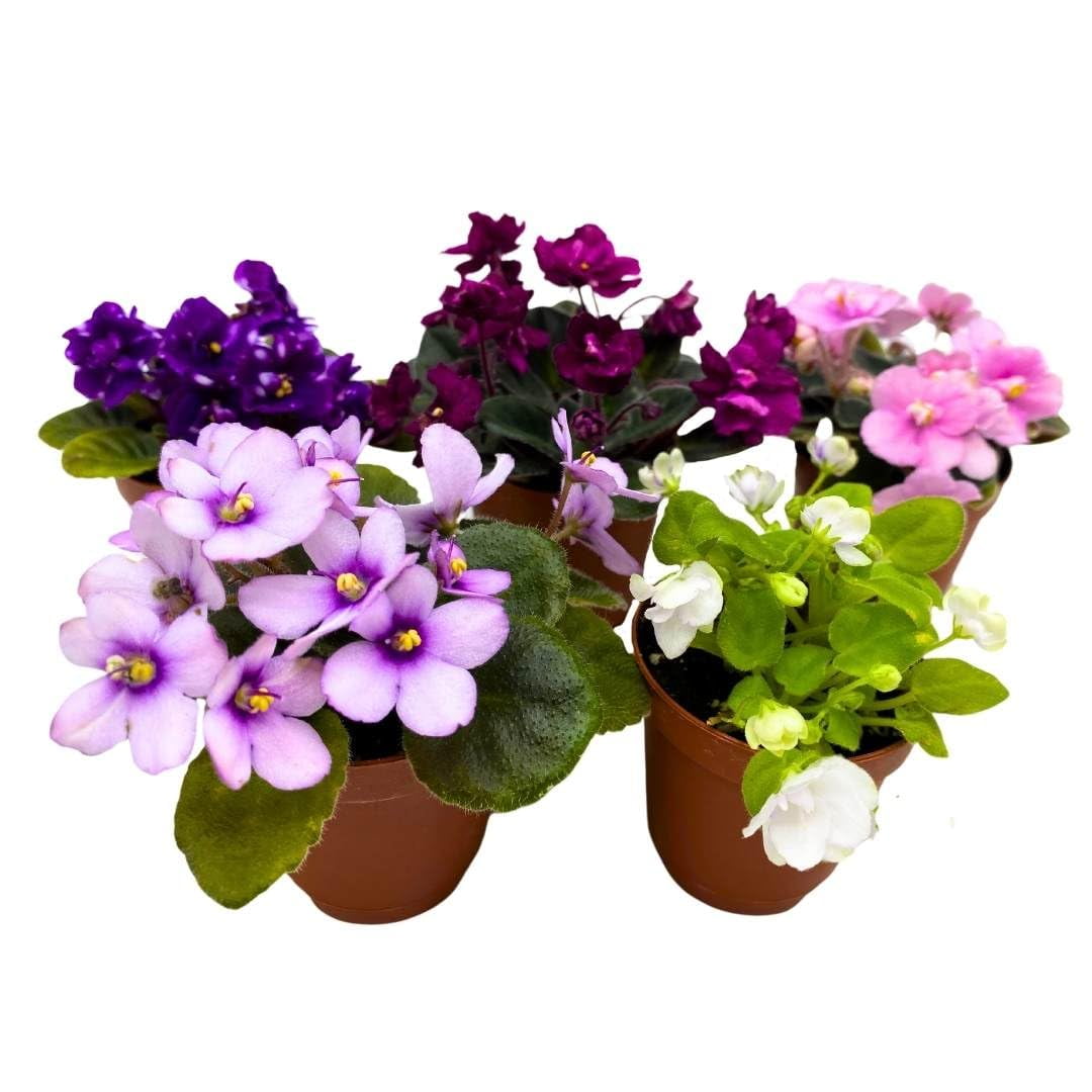 Harmony's Mini African Violets Grower's Choice Mix 2 inch Set of 5 Rare ...