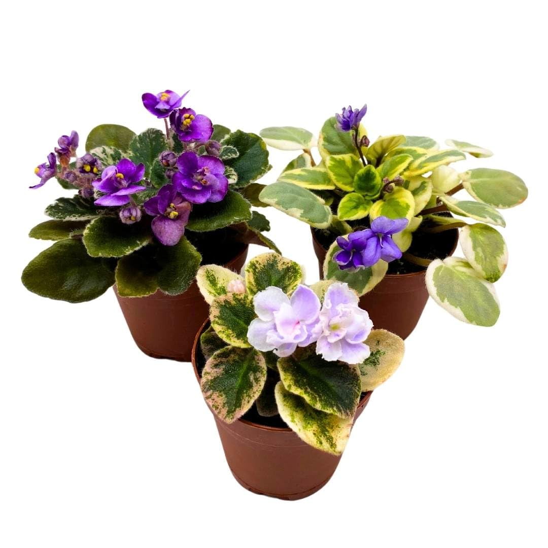Harmony's Mini Variegated African Violets Grower's Choice Premium Mix 2 ...