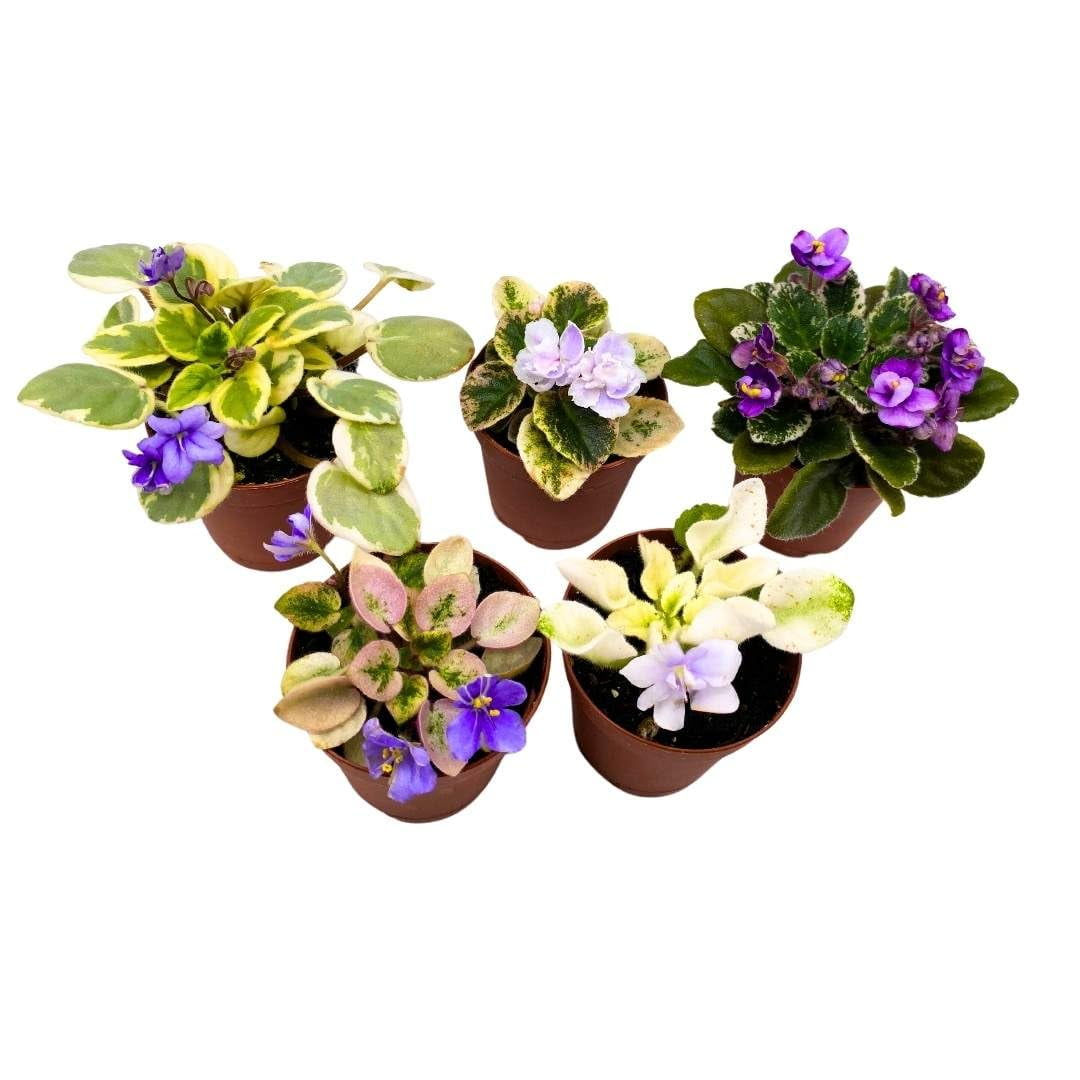 Harmony's Mini Variegated African Violets Grower's Choice Premium Mix 2 ...
