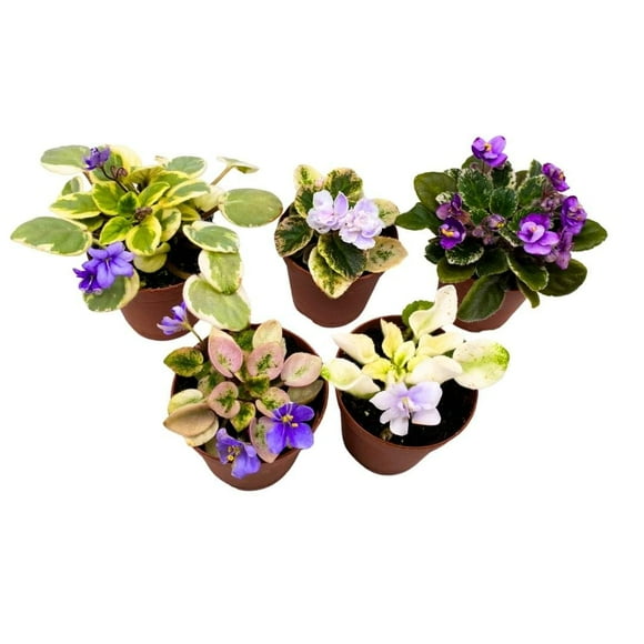 Colors Of African Violets