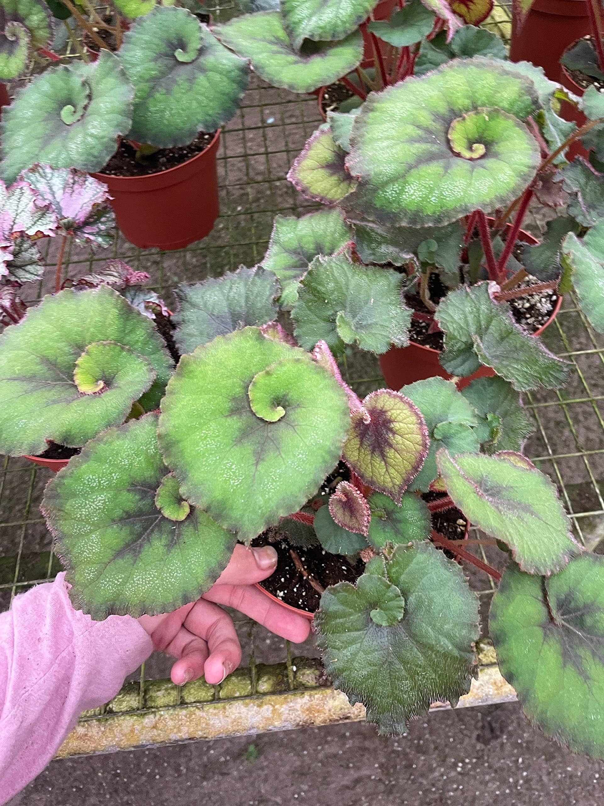 Harmony's Nautilus Green Spiral Begonia, in a 6 inch Pot, Very Full ...