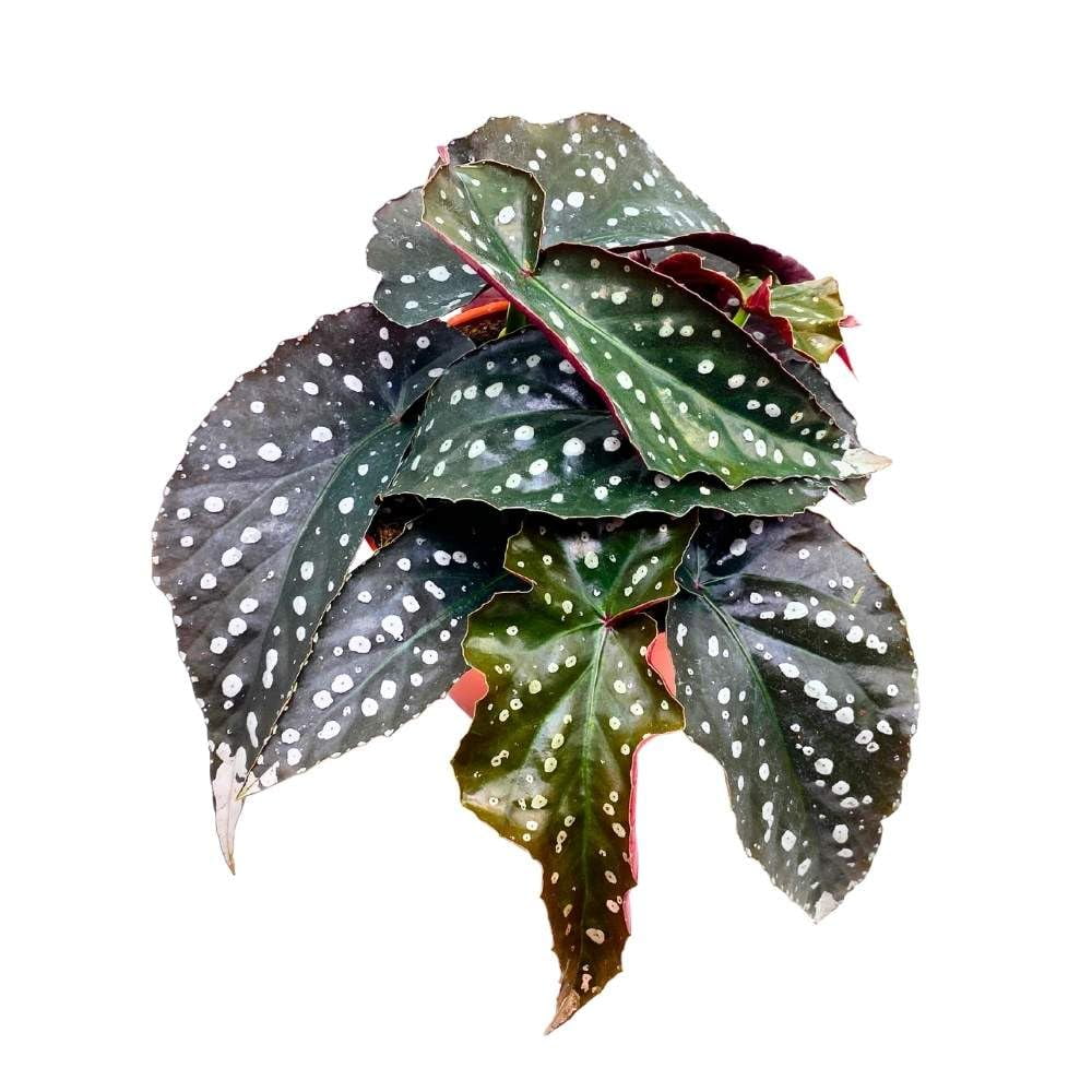 Harmony's Nemesis Angel Wing Cane Begonia, 6 inch, Angel Wings Silver ...