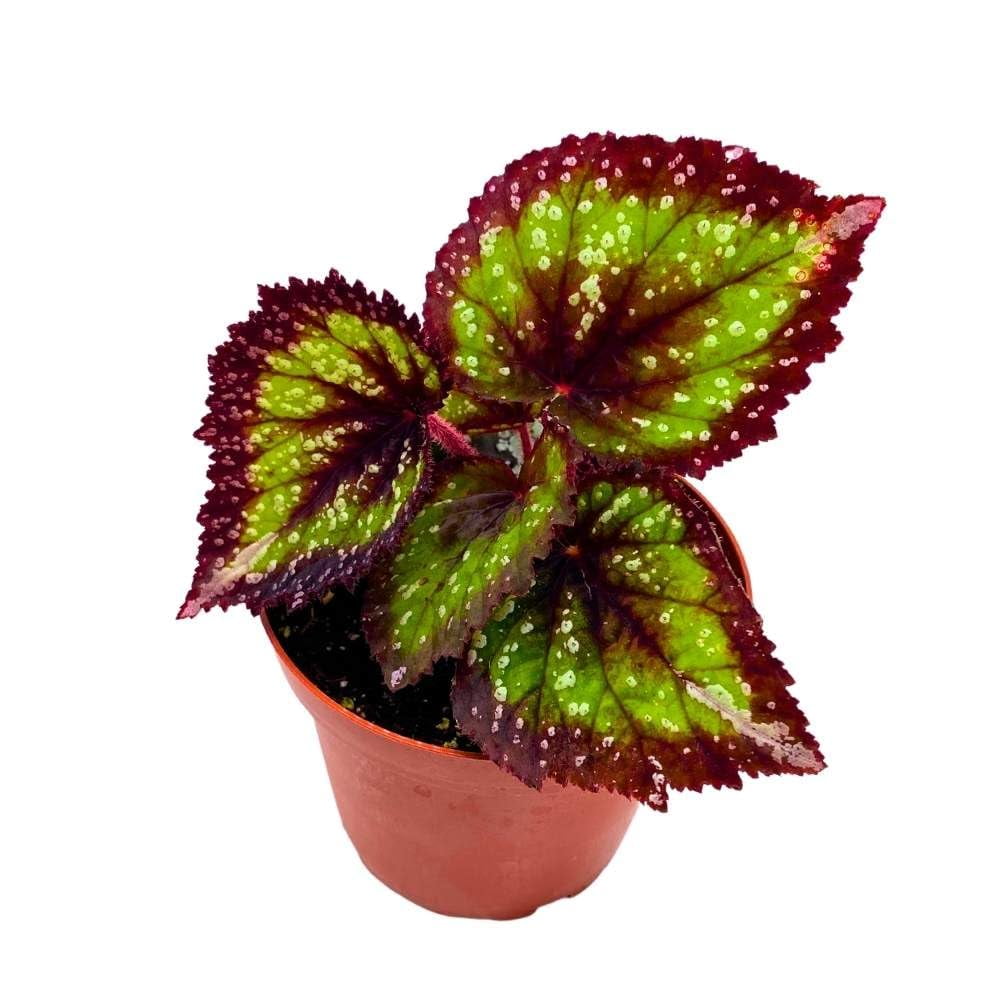 Harmony's Nightfall Begonia Rex 4 inch Purple Green White Splash ...