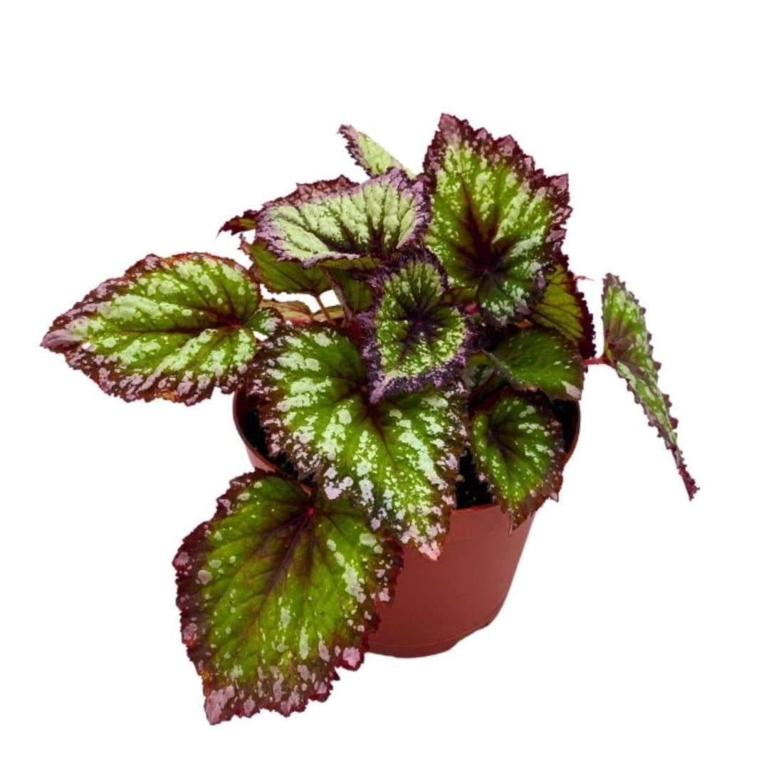 Florida House Plants, Harmony's Nightfall Begonia rex, 6 inch Pot, Full ...