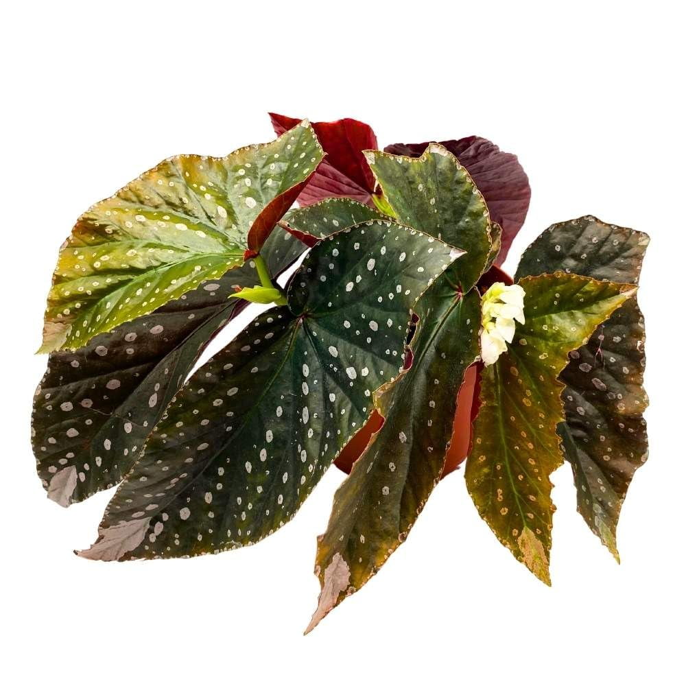 Harmony's Obsidian Monarch Angel Wing Cane Begonia 6 inch Premium ...