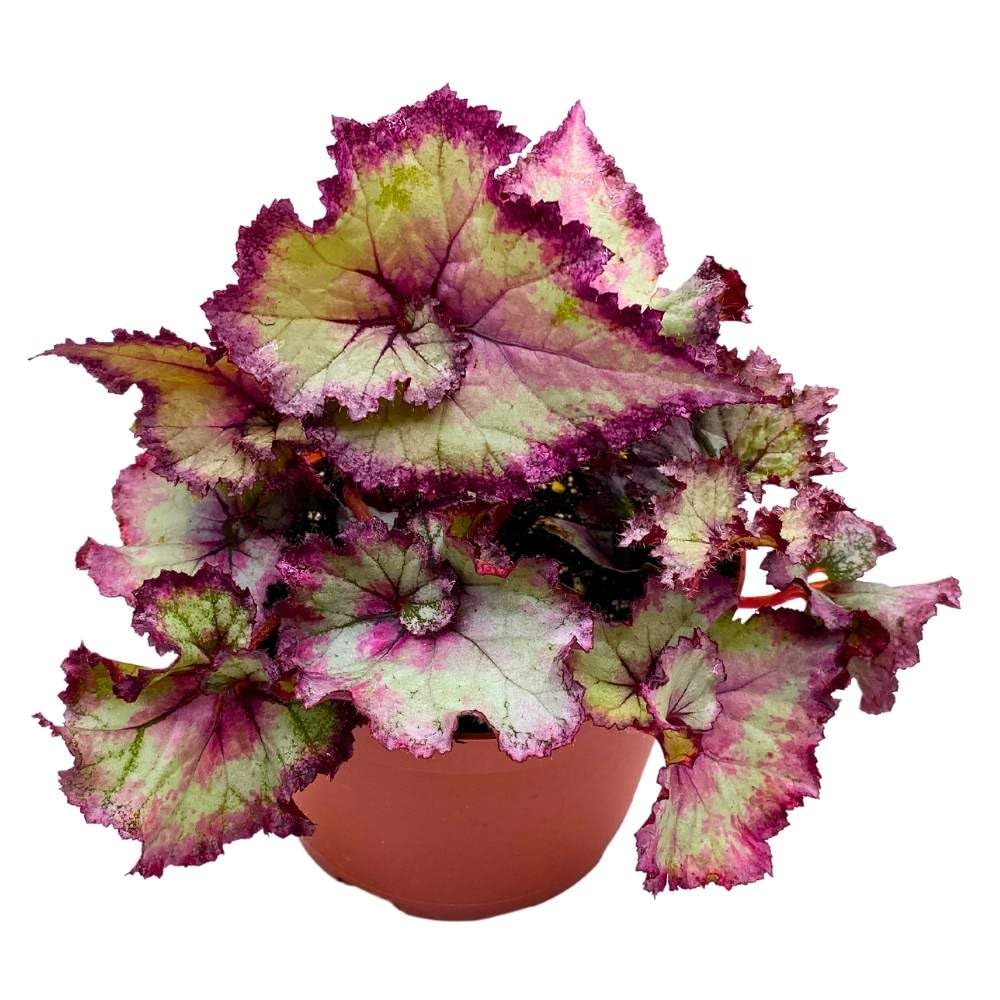Harmony's Pink Dreams 6 inch Begonia Rex Soft Pink White Spiral Purple ...