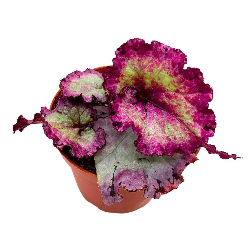 Harmony's Pink Persuasion Begonia Rex 4 inch Curly Long Tail - Walmart.com