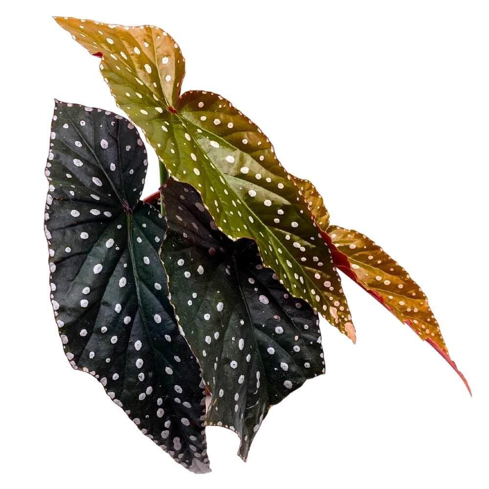 Harmony's Raptor Angel Wing, 6 inch Cane Begonia Dark Leaf Silver Tip ...