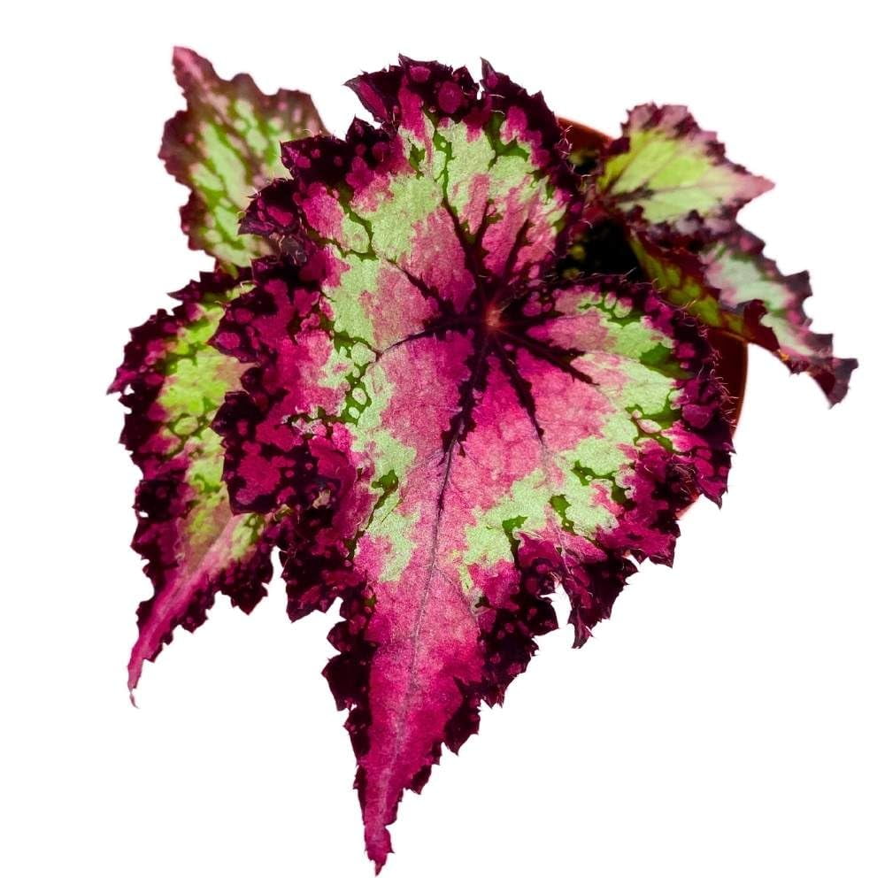 Harmony's Raspberry Beret 4 inch Begonia Rex Pink Center Pink Band and ...
