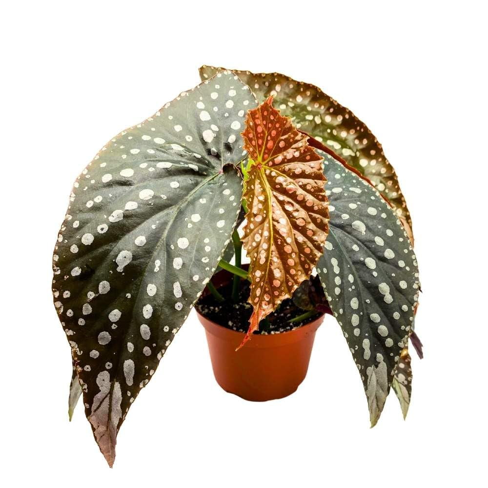 Harmony's Raven Angel Wing Cane Begonia 6 inch Premium Hybrid - Walmart.com