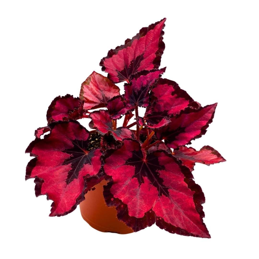 Harmony's Red Robin Begonia Rex in a 6 inch Metallic Red Black ...