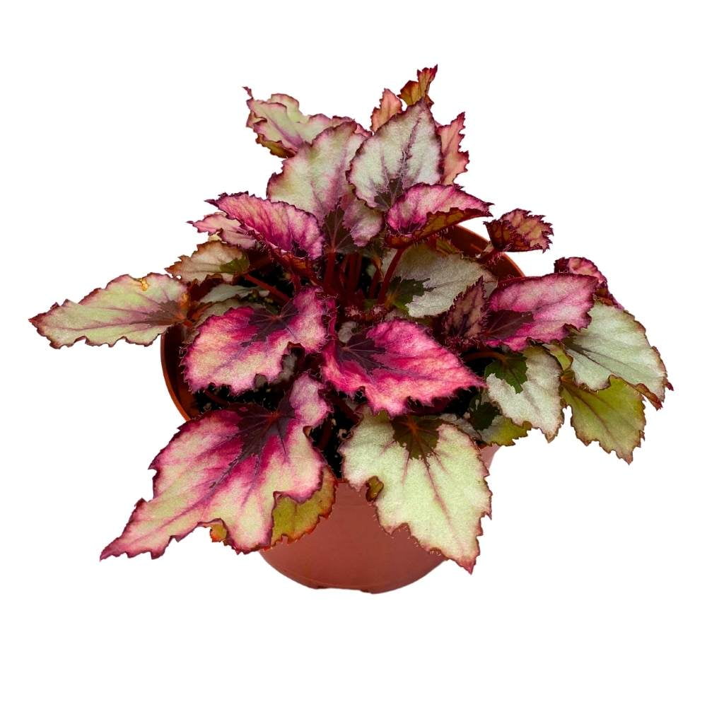 Harmony's Red Robin II Begonia Rex 6 inch Red Robin 2 - Walmart.com