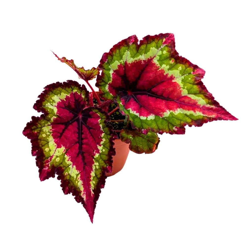 Harmony's Red Star Begonia Rex, 4 inch Deep Reddish Pink Center and ...