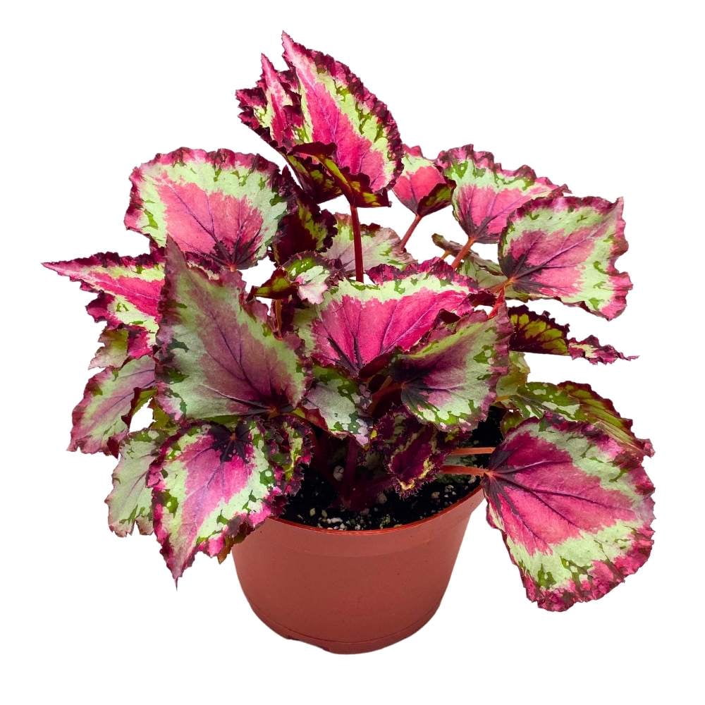 Harmony's Red Star Begonia Rex 6 inch Reddish Pink - Walmart.com