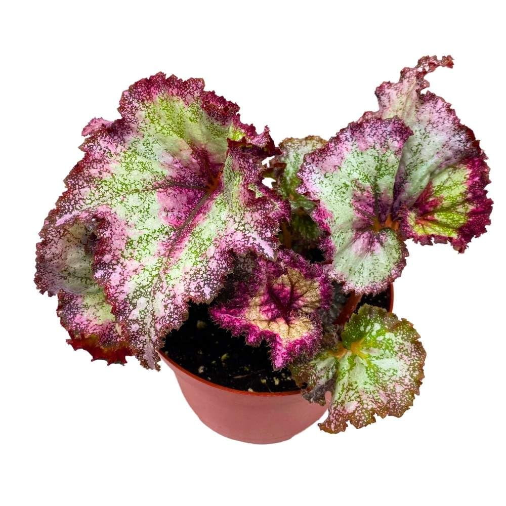 Harmony's Reign of Fire Begonia Rex 6 inch Purple Splash - Walmart.com