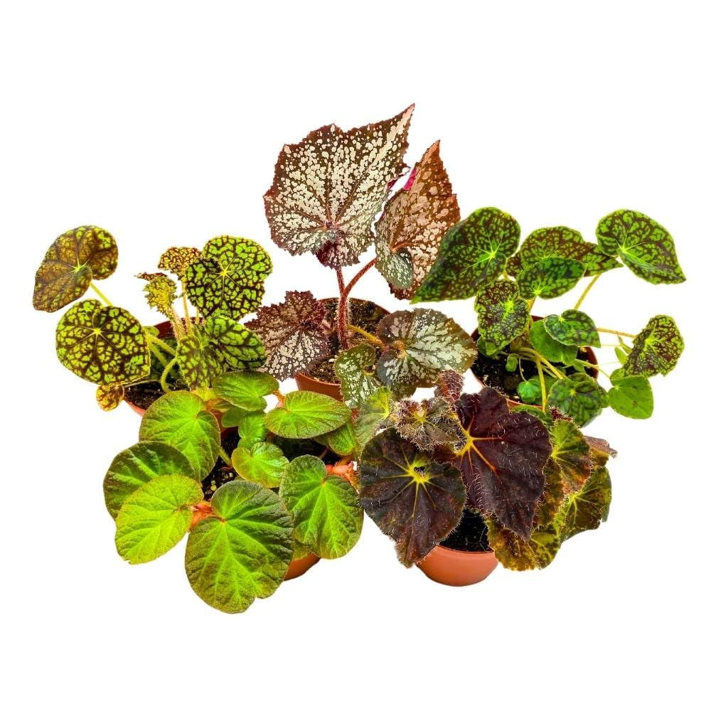 Harmony's Rhizomatous Begonia Assortment, 4 inch 5 Different Rhizo ...