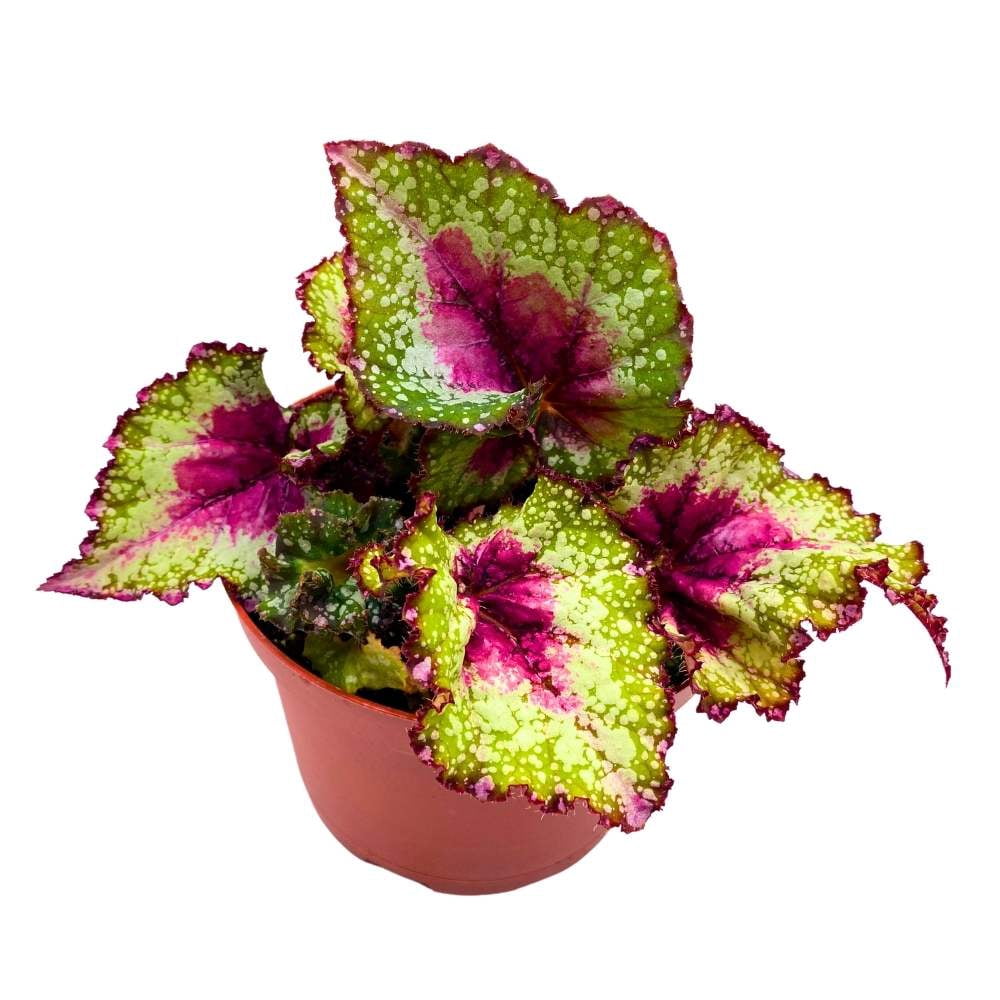 Harmony's Saint Nick Begonia Rex 6 inch Spiral Curls - Walmart.com