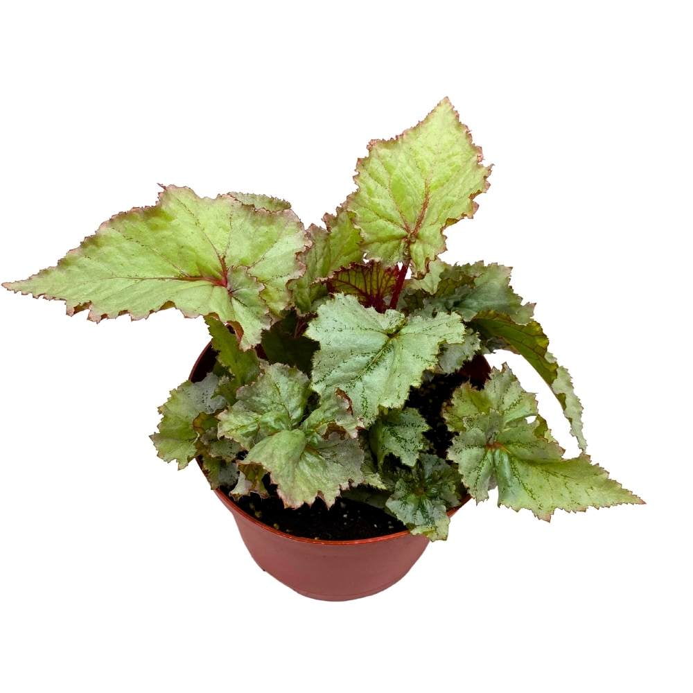 Harmony's Silver Dragon Begonia Rex 6 inch White Curly Leaves - Walmart.com